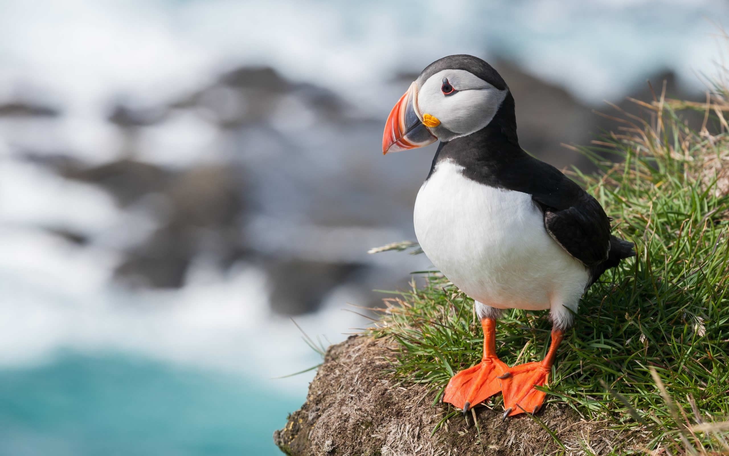 Puffin, Bird & Seal Tour - Peggy's Cove Boat Tours
